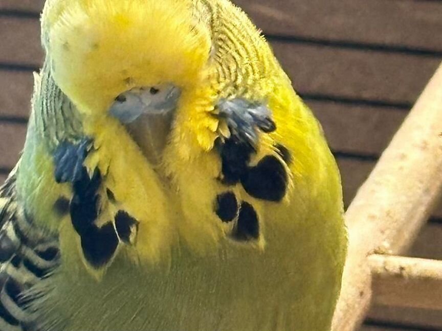 Попугаи ввп чехи