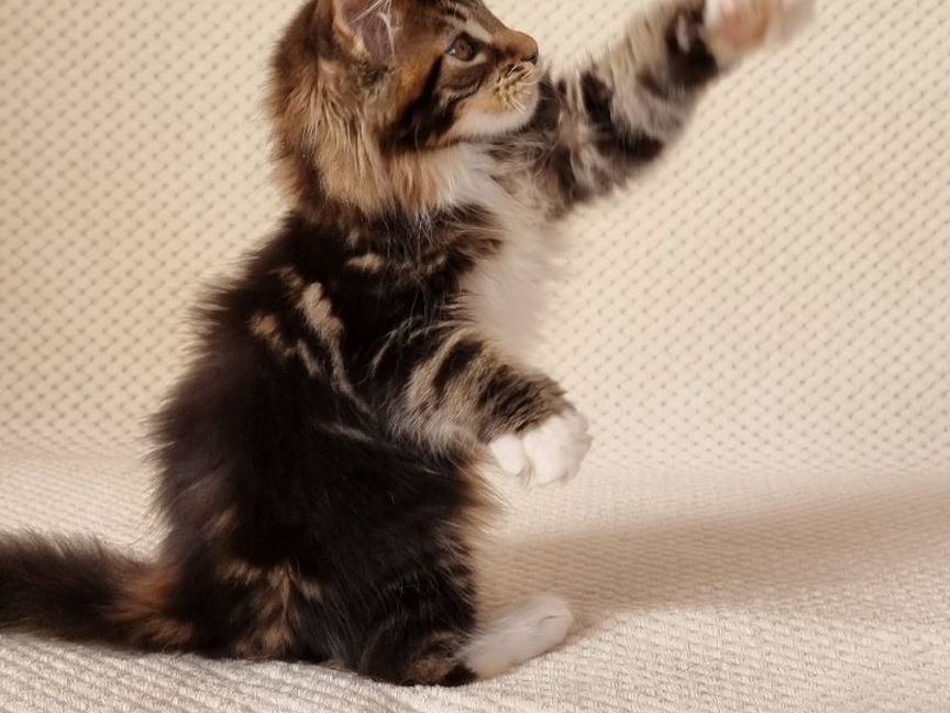 Котик мейн-кун ласкучий гигант, дикий лесной окрас