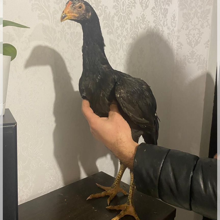 Цыплята шамо бойцовский