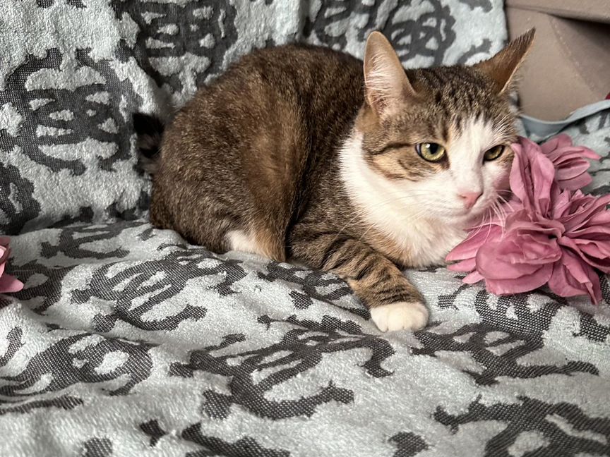 Кошечка Лола