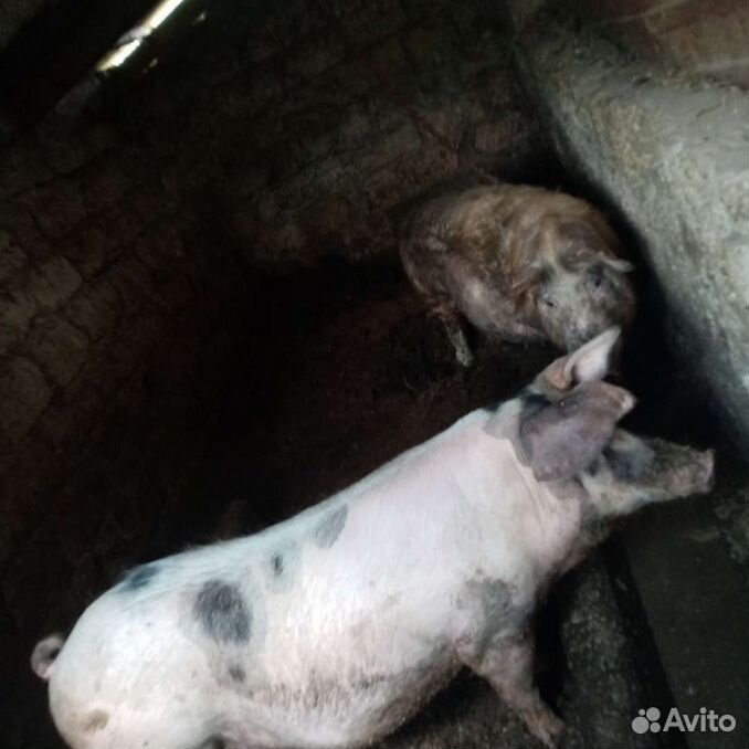 Супоросные свиноматки