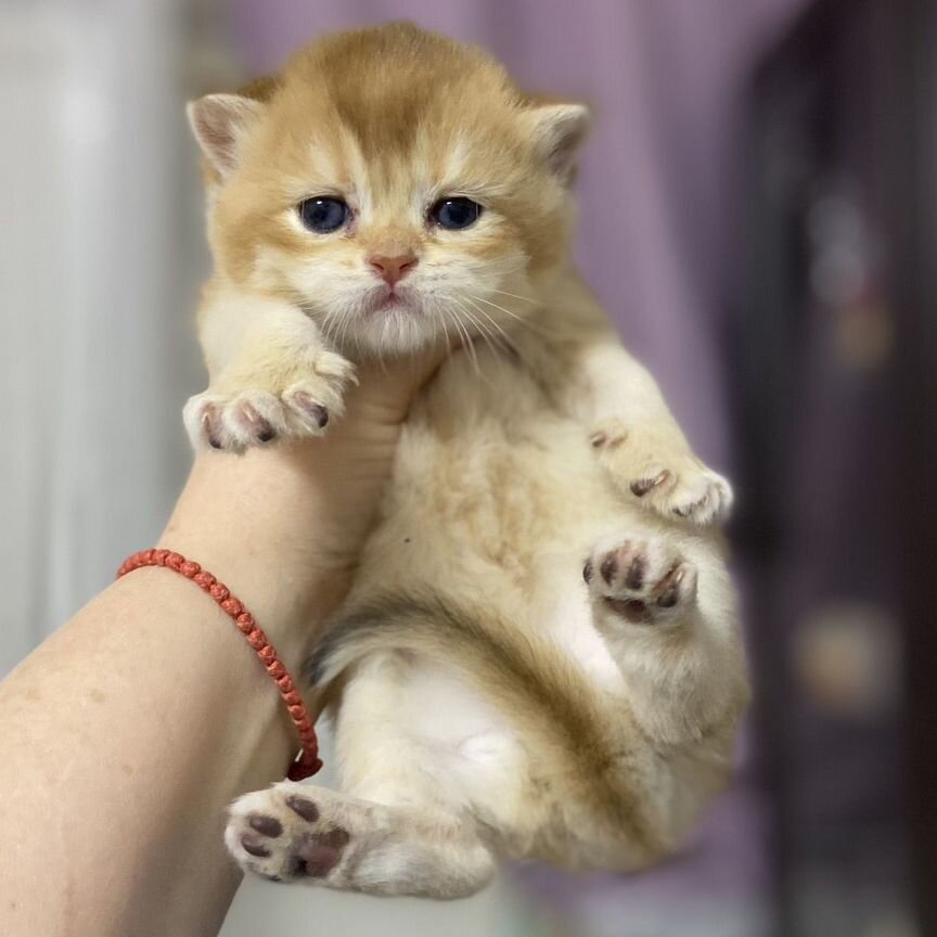 Шотландский котик ny 12