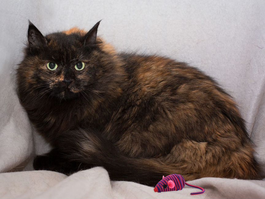 Кошечка 3 года стерилизована