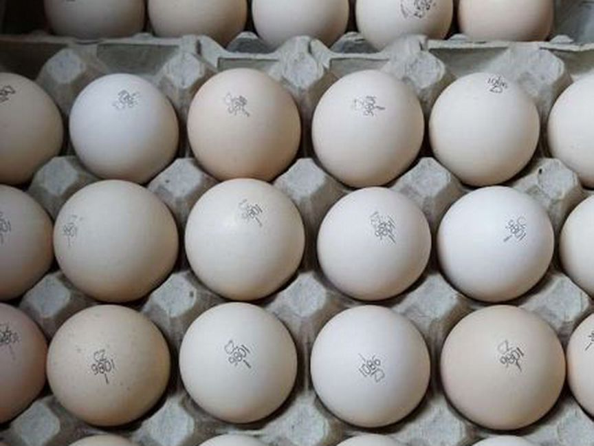 Инкубационное яйцо