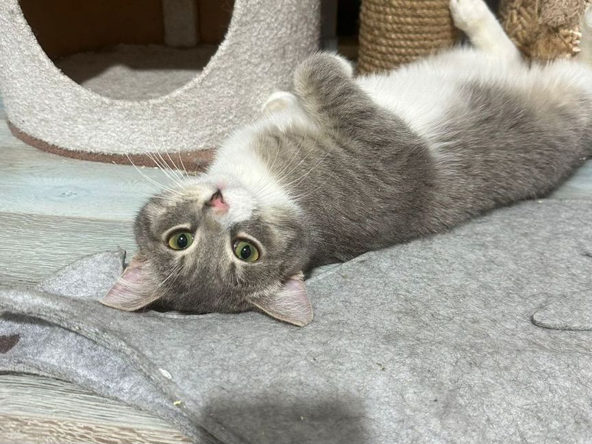 Котенок Гарри