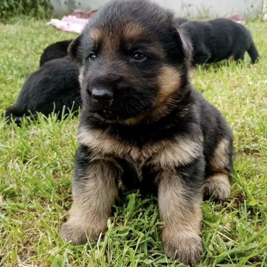 Немецкая овчарка щенки