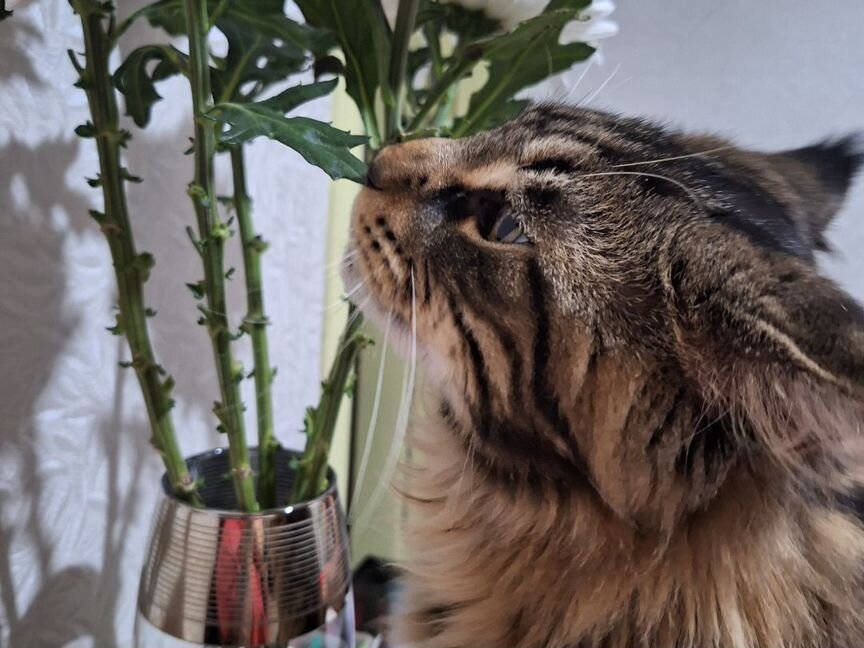 Поли-кот на вязку Мейн-кун