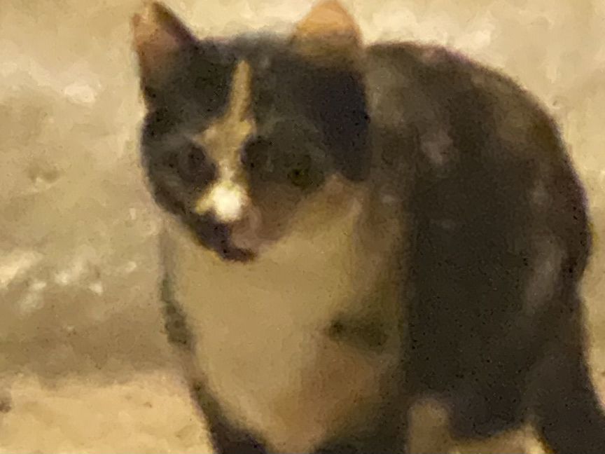 Ищет дом трехцветная кошка девочка