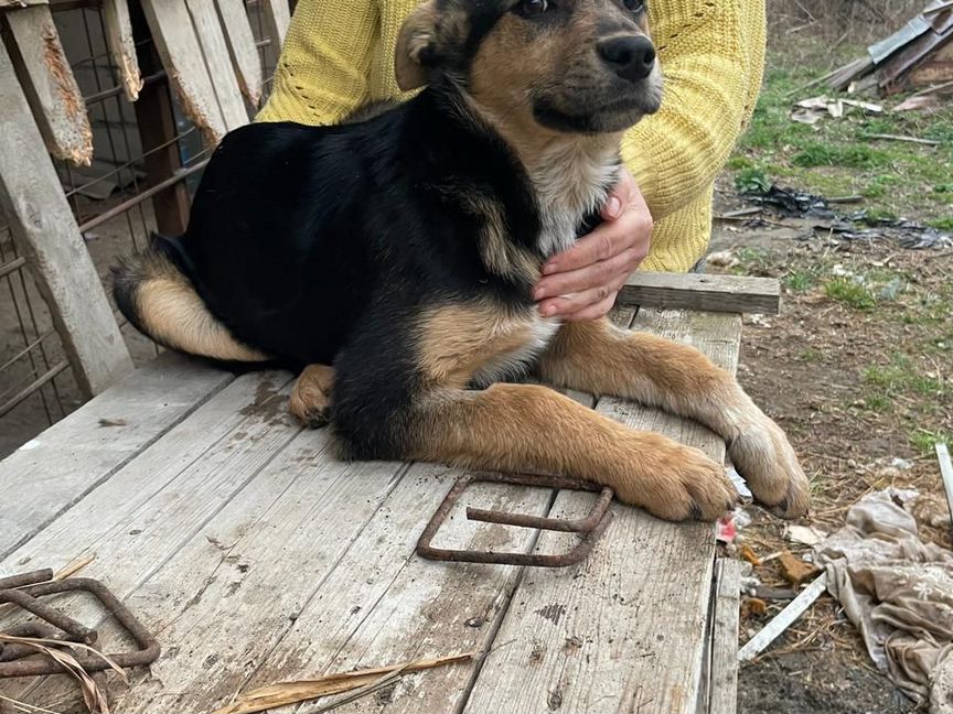 Щенки в хорошие ручки