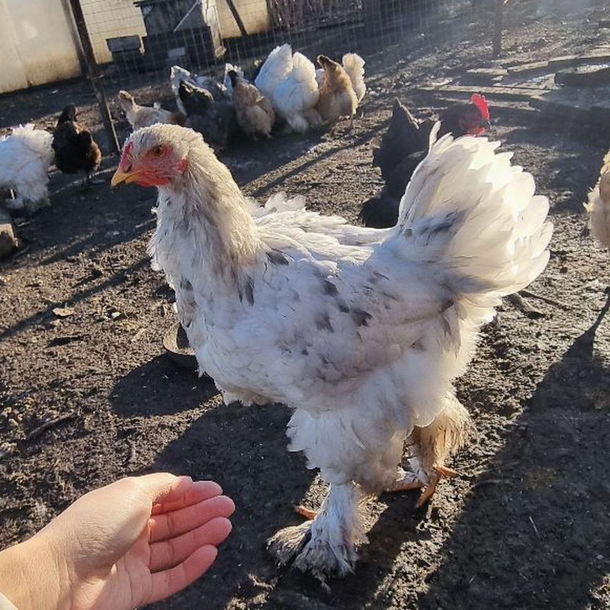 Петухи брама