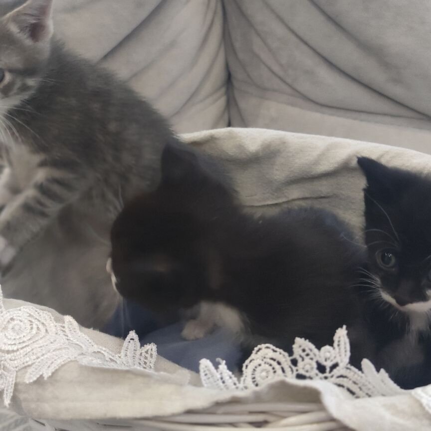 Отдам в добрые руки котят