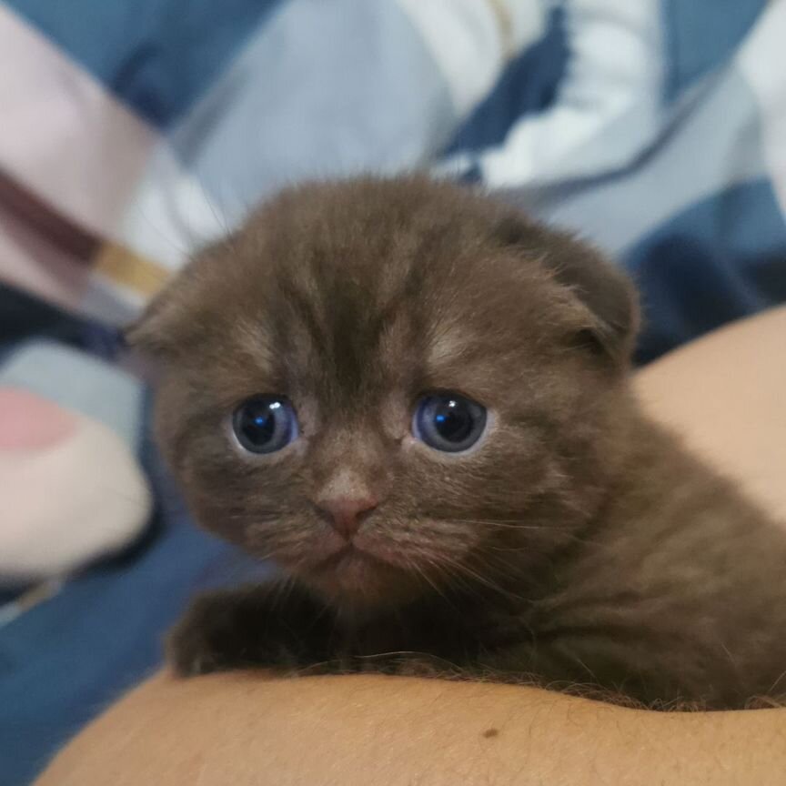 Шотландская вислоухая кошка