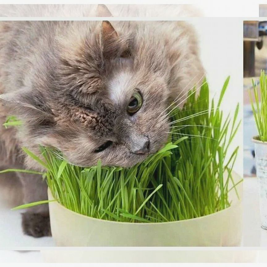 Трава для кошек