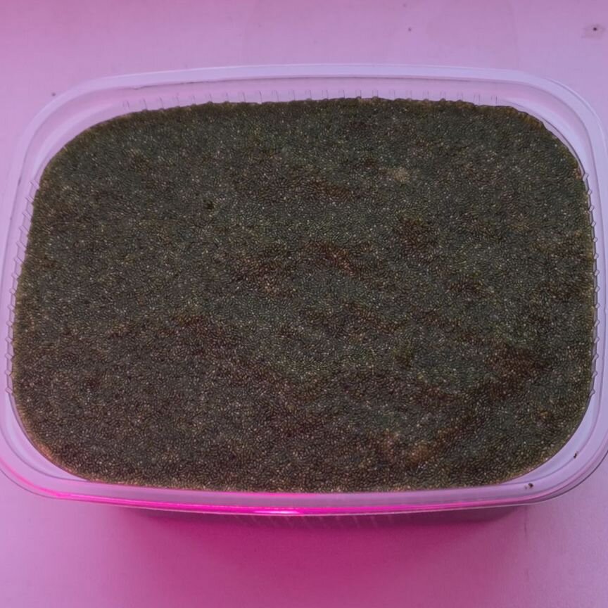 Ряска вольфия