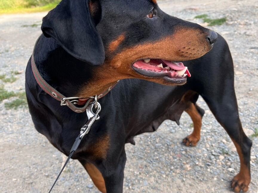 Доберман в добрые руки