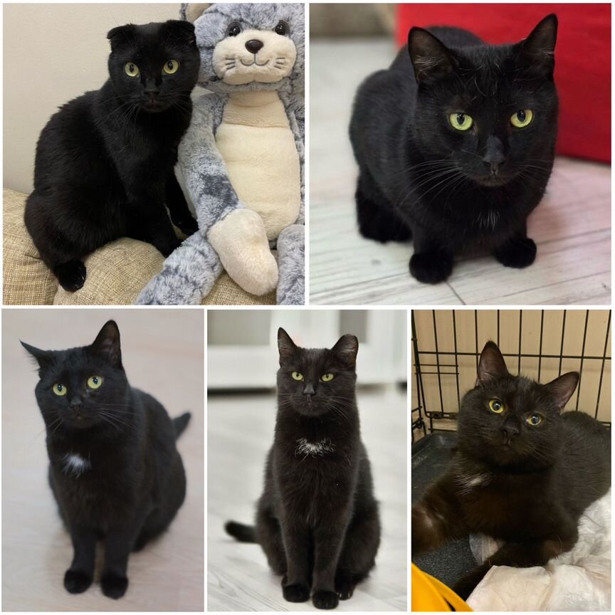 Черные кошки