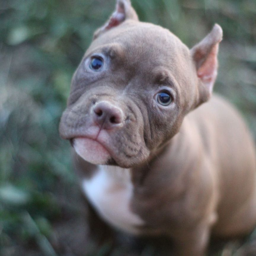 Американский булли покет щенки