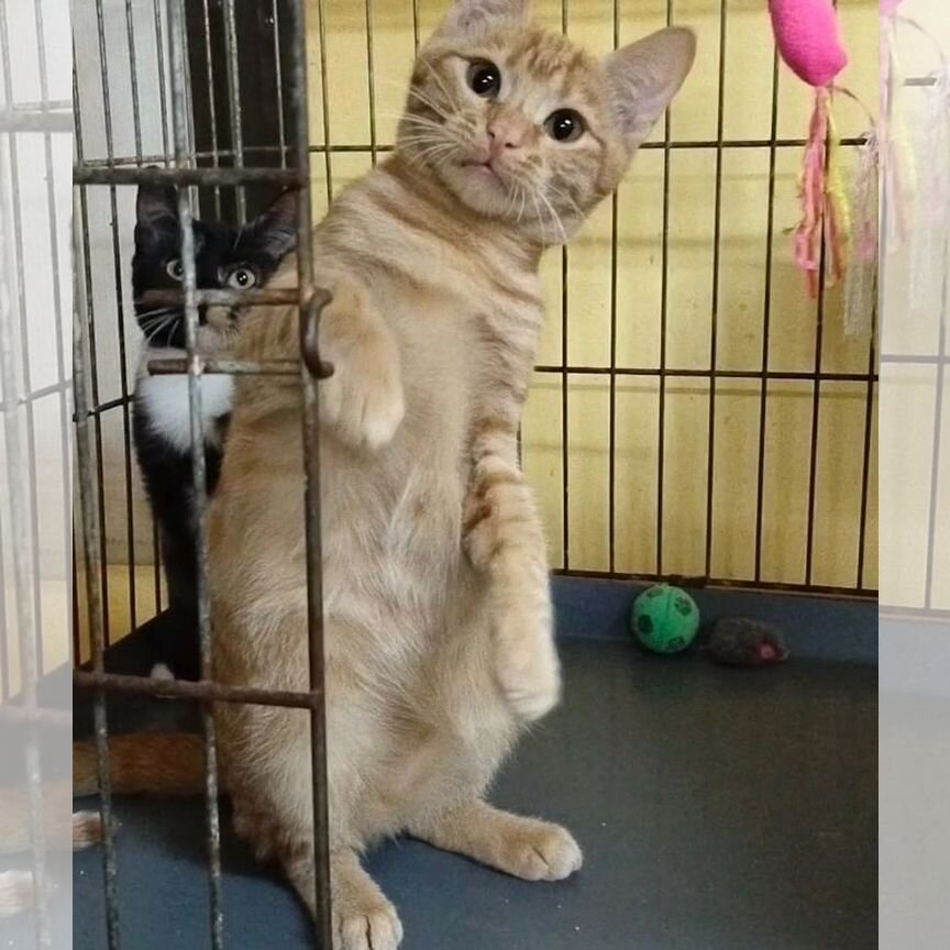 Котенок
