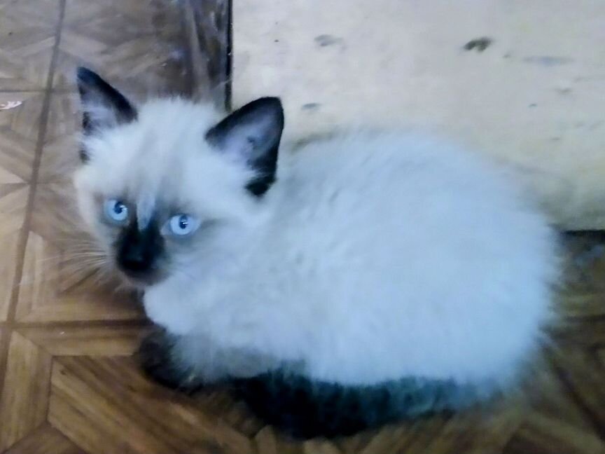 Котята Невская маскарадная