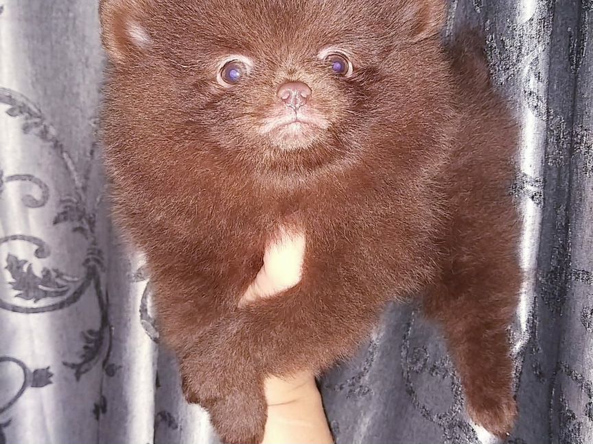 Шоколадик Мальчик Померанского шпица