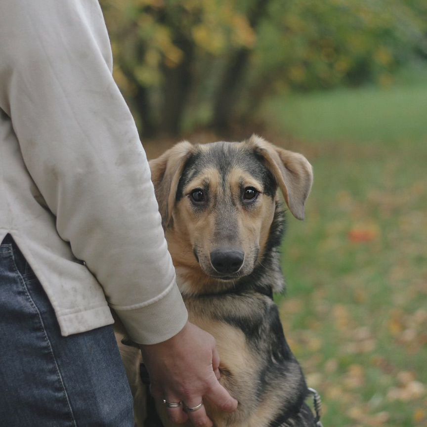 Собака в добрые руки