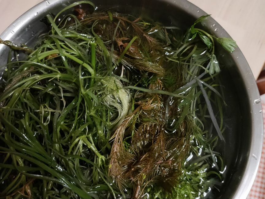 Прополки аквариума