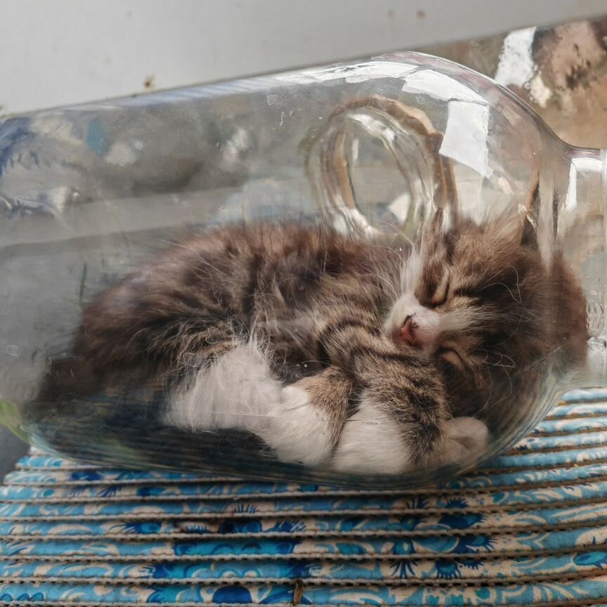 Отдам бесплатно в хорошие руки