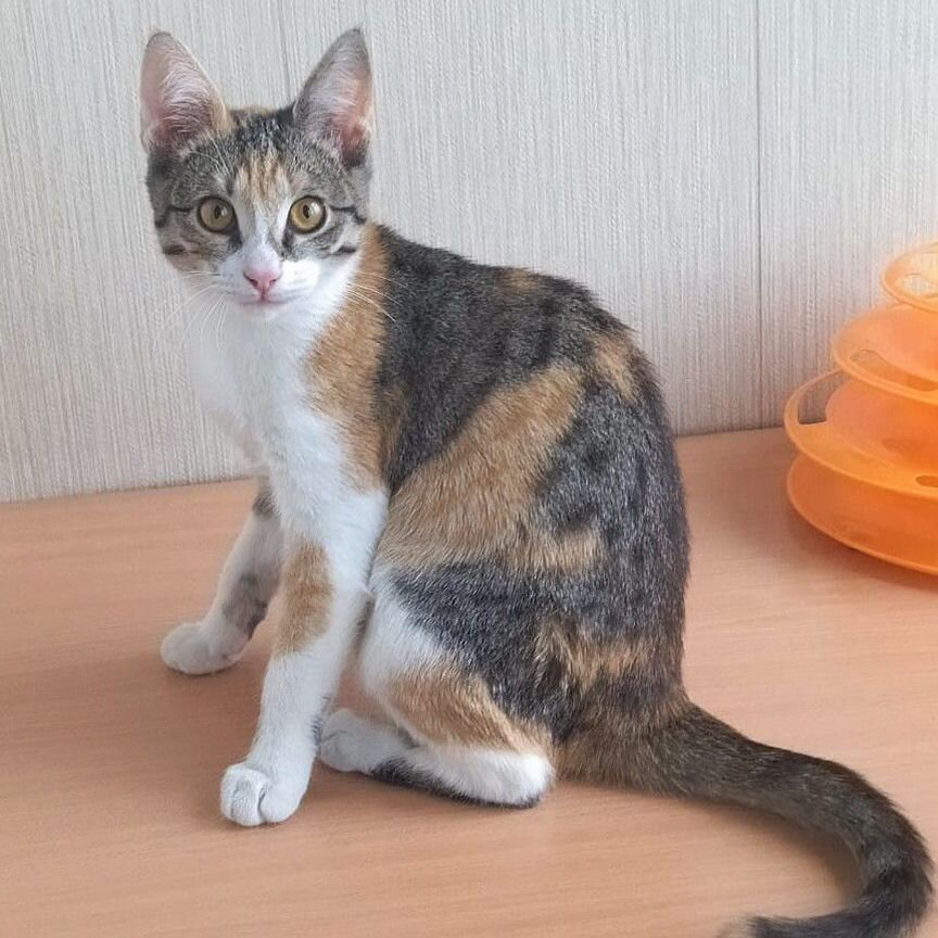 Котенок Василиса, в добрые руки
