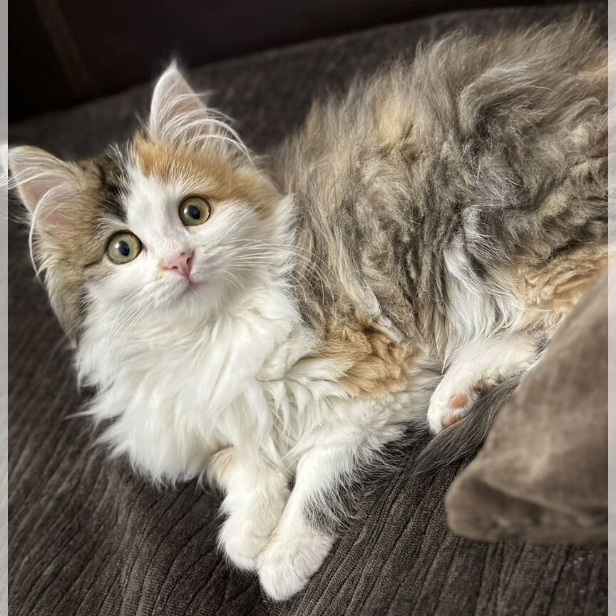 Котенок девочка метис