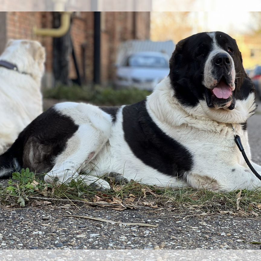 Шикарный кобель сао (вязка)