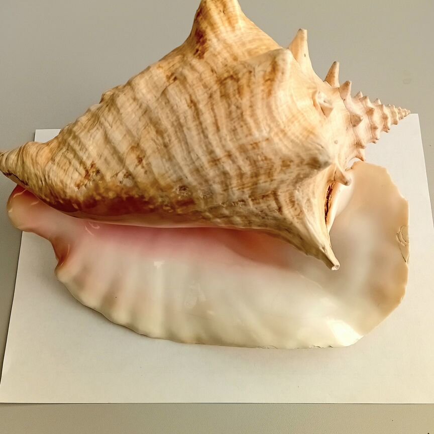 Ракушка океанская большая