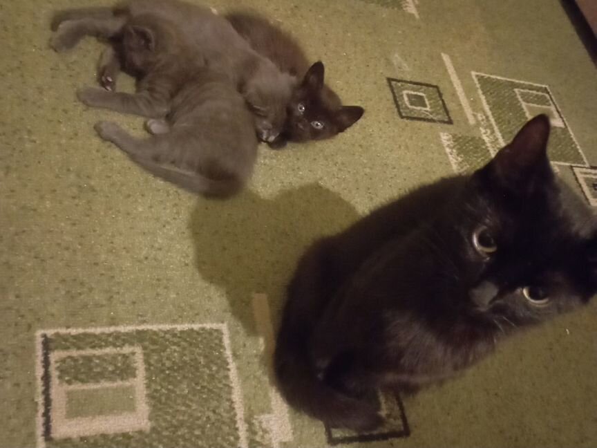 Котята в добрые руки бесплатно