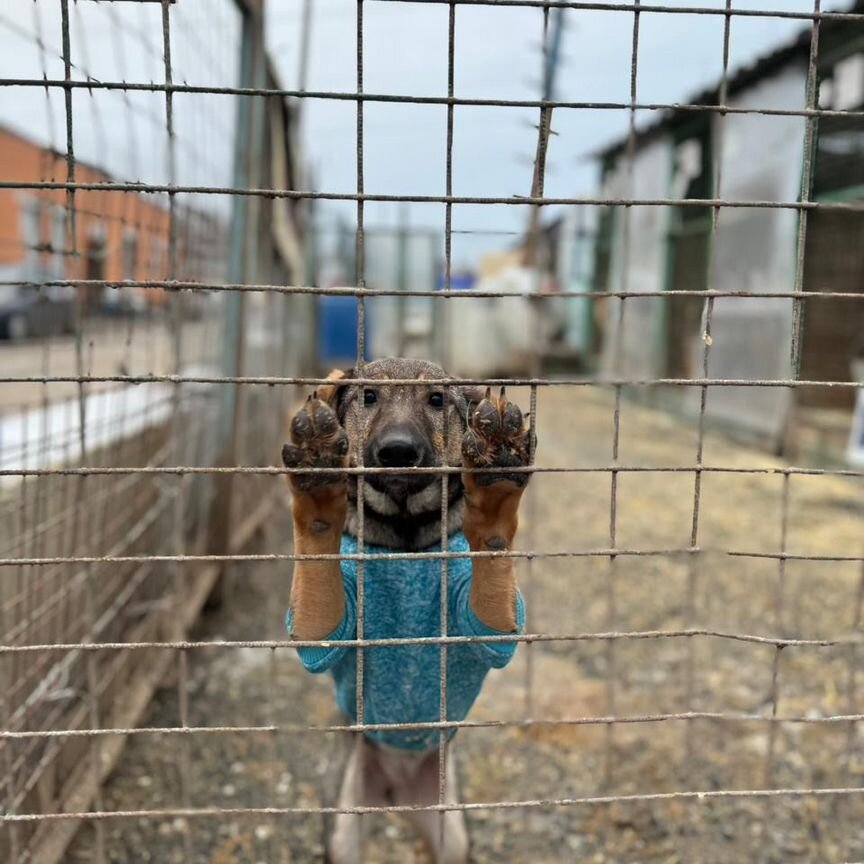 Щенок в добрые руки бесплатно