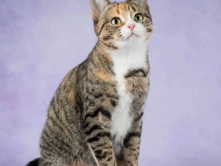 Трехцветная кошечка из приюта