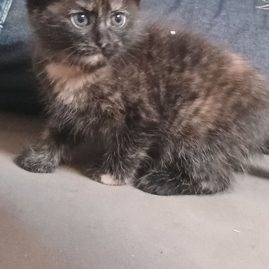 Котята в добрые руки 1 месяц