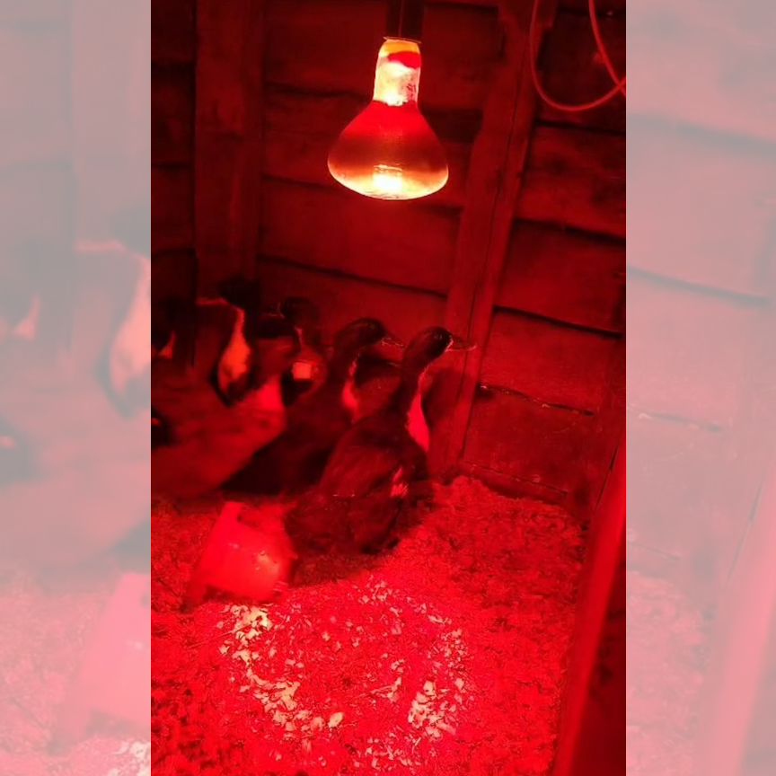 Утки башкирка голубой фаворит