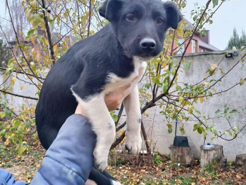 Щенята в добрые руки