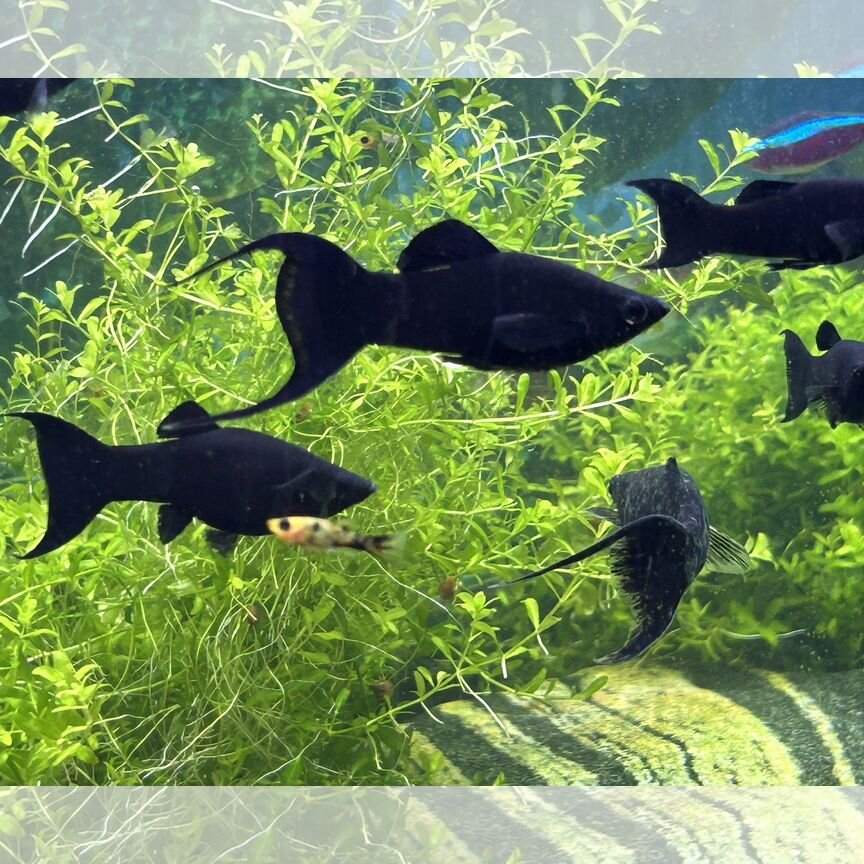 Моллинезия черная