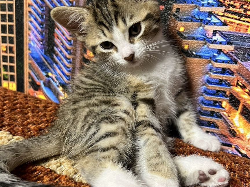 Котик Мурчик