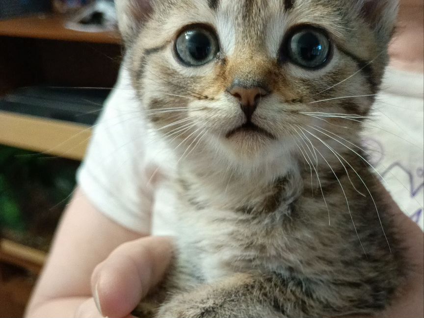 Котенок в добрые руки