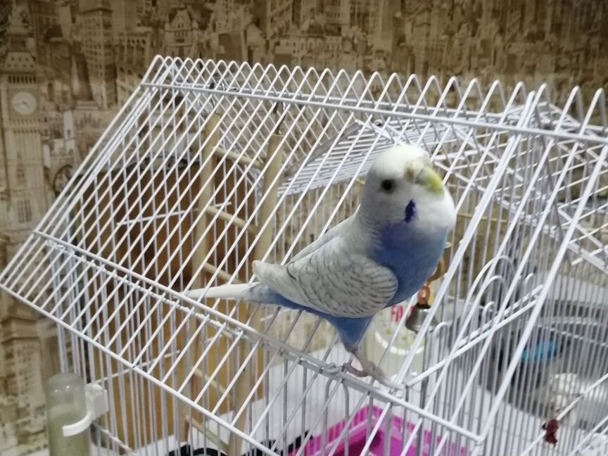 Попугай с клеткой