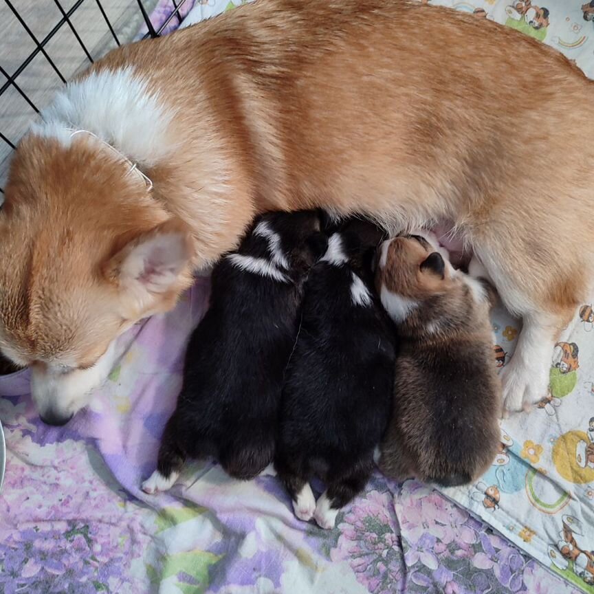 Вельш Корги Пемброк, щенок