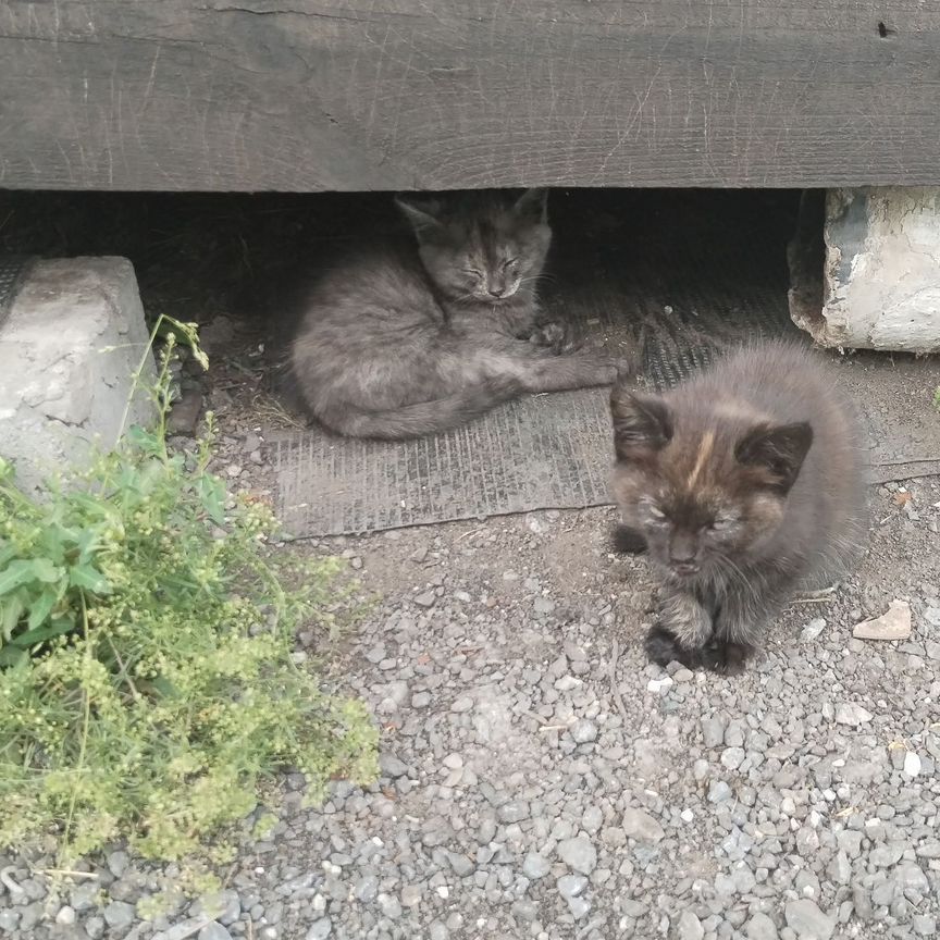 Котята в добрые руки бесплатно
