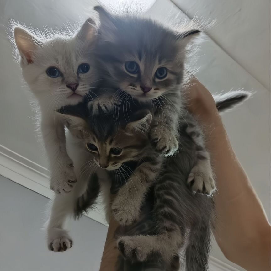 Котёнок в добрые руки