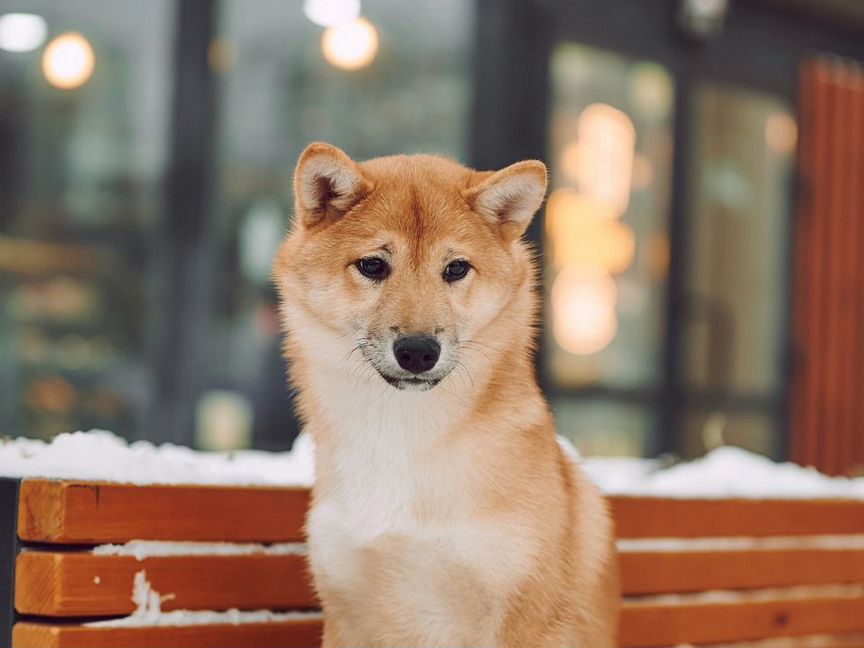 Девочка породы сиба