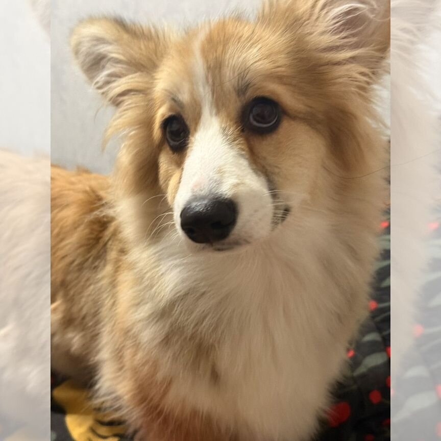 Вельш Корги Пемброк, щенок