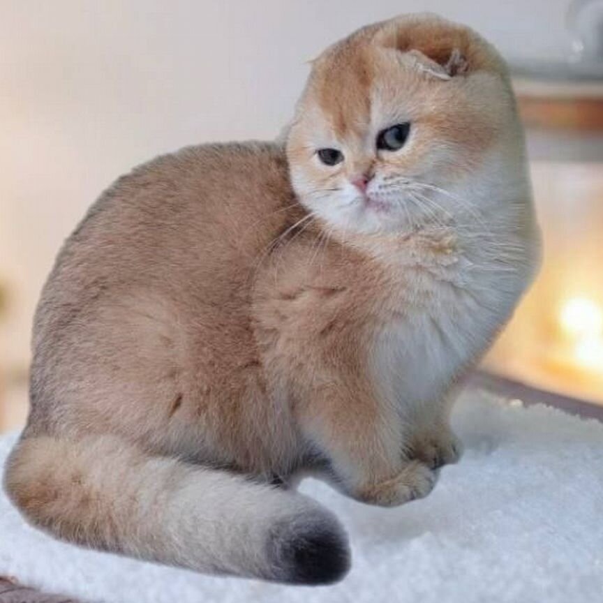 Шотландский вислоухий короткошёрстный котёнок