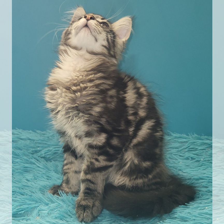 Котята мейн-кун полидакт и classic