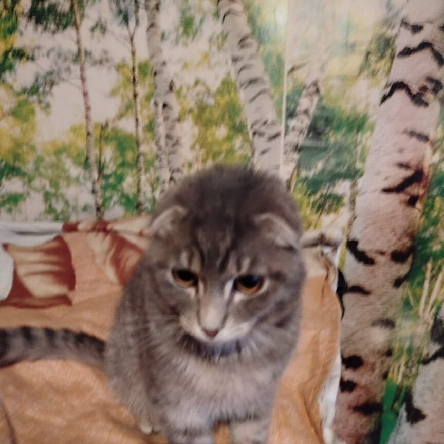 Вислоухий котик в добрые руки