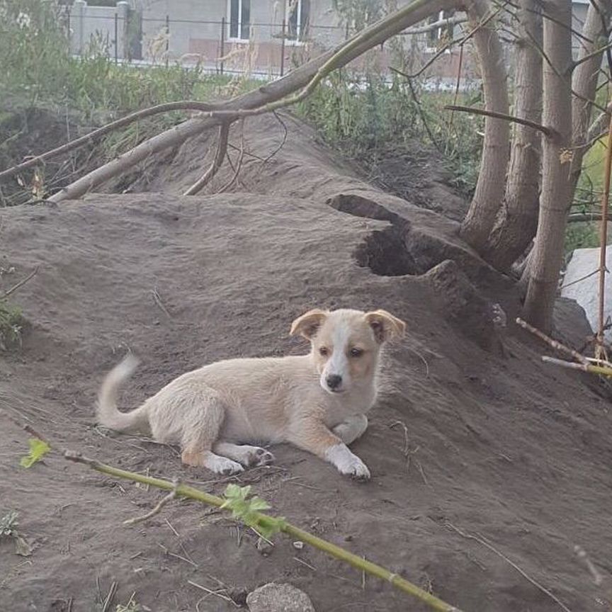 Щенки в добрые руки